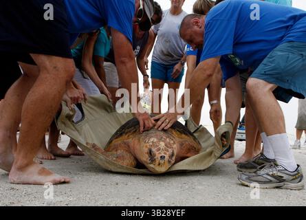 Loggerhead turtles ready to be released onto La Rumina beach in the ...