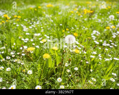 Löwenzahn Taraxacum, Pusteblumen, Gänseblümchen Bellis perennis auf ...