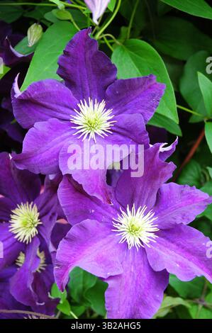 Clematis Viola. Summer Flowering Deciduous Climbing Clematis Plant ...