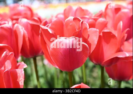 Tulleys Tulip fields near St Albans has a beautifull display of tulips ...