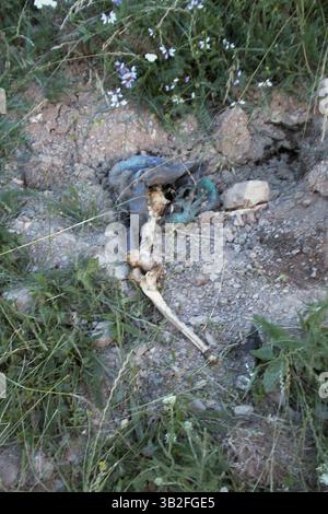 Oct 10, 1998; Drenica, Kosovo; The body of a Kosovo Liberation Army ...