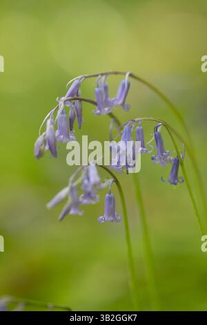 English spring Bluebells in St Vincents Wood, Freeland, Oxfordshire ...