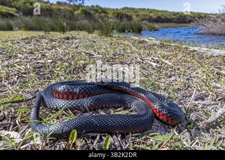 Australian venomous Red-bellied Black Snake Stock Photo - Alamy