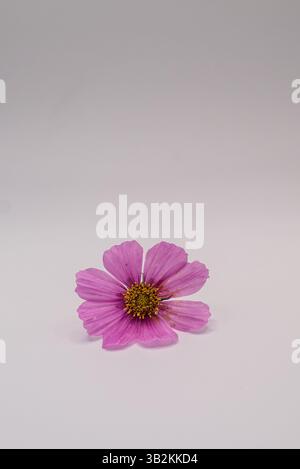 Pink Cosmo Flower Stock Photo - Alamy