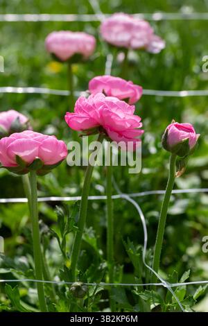 Ranunculus. Growing beautiful pink ranunculus or buttercup flowers ...