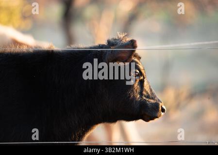 cute angus calf Stock Photo - Alamy