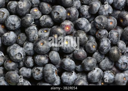 Fresh juicy bilberries all over the screen top view. Background of ...