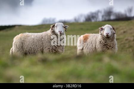 Whitefaced Woodland sheep, a rare British breed, on an upland pasture ...