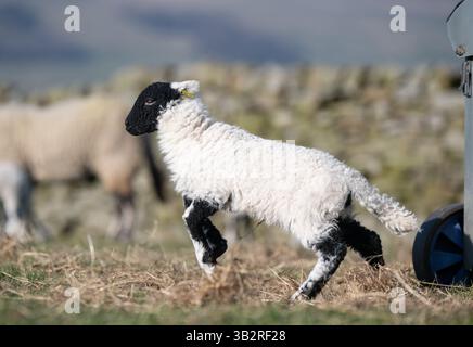 Happy lamb running and jumping in spring. North Yorkshire, UK Stock ...