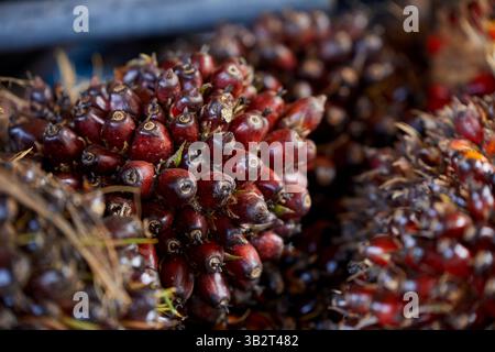 Bunch of ripe palm oil seed Stock Photo - Alamy