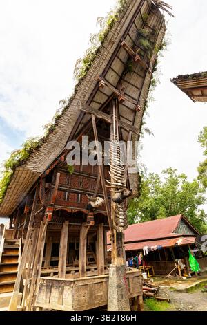 Tongkonan, Traditional house of Toraja Indonesia Stock Photo - Alamy
