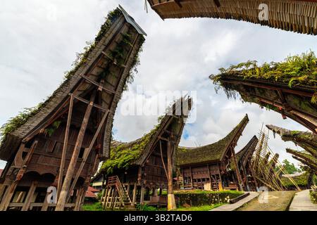 Tongkonan houses, traditional Torajan buildings, Tana Toraja is the ...