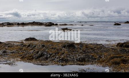 Ytri Tunga coast with Harbour seals on the rocks and washed up Bladder ...