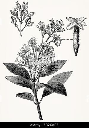 Yellow bark (Cinchona Calisaya), vintage engraved illustration ...