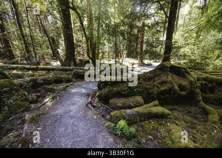 Franklin River Nature Trail in Tasmania Australia Stock Photo - Alamy