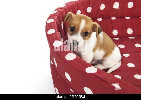 Red spotted empty pet bed with little Jack Russel puppy Stock Photo - Alamy