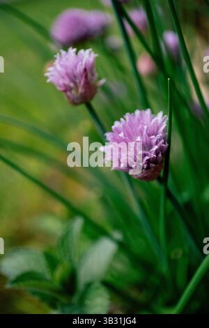 Macro and landscape shot of flowering flowers like the big white daisy ...