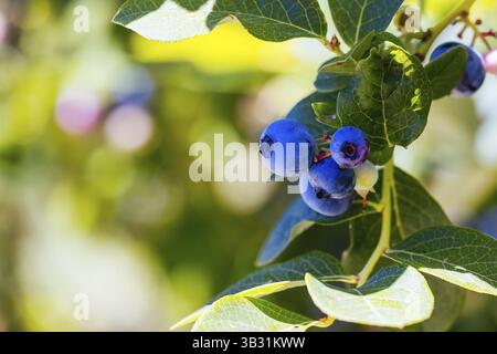 Organic blueberries ripening on a hot summer's day in Stanley, Victoria ...