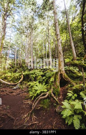 The magnificent Tateshina Otaki Falls on the famous Venus Line road ...