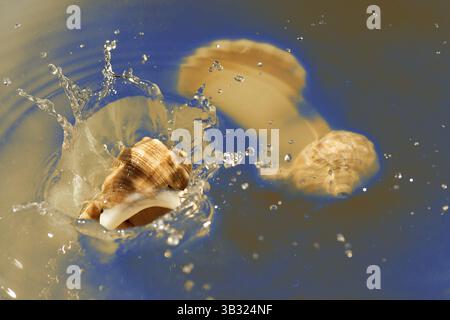 Shell falling with splash in sea water Stock Photo - Alamy