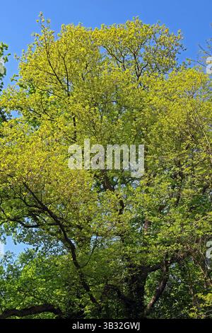 Laubbäume im Frühling Eine alte Stiel-Eiche an einem warmen ...