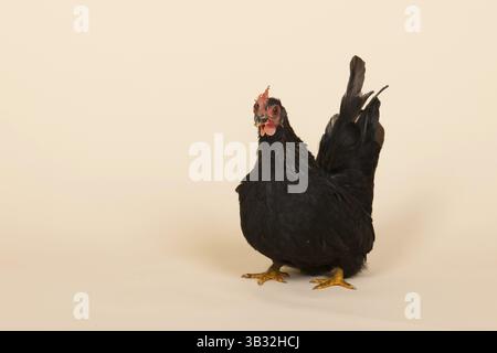 Black Chabo chicken in studio on cream background Stock Photo - Alamy