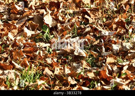 autumn leaves on the ground, digital photo picture as a background ...