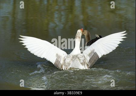 Courtship displays from gooses Stock Photo - Alamy