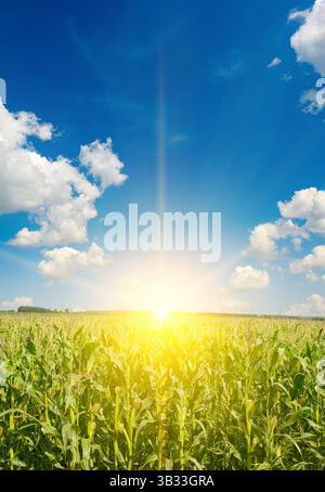 Sunrise over summer corn field. Agriculture background Stock Photo - Alamy