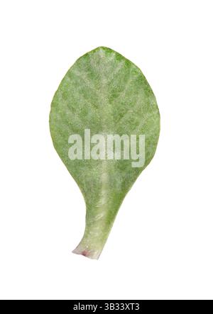 Scottish primrose, Primula scotica Stock Photo - Alamy