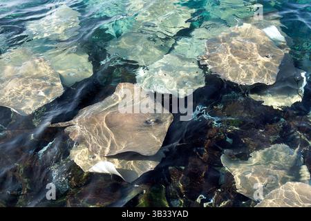 pink whipray, Pateobatis fai, rája, Malé, Maldive Islands, Asia Stock ...