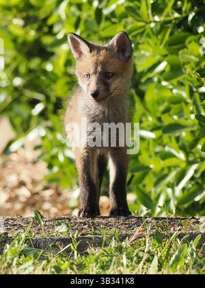 Sheerness, Kent, UK. 28th Apr, 2023. A yellow-tailed scorpion seen in a ...