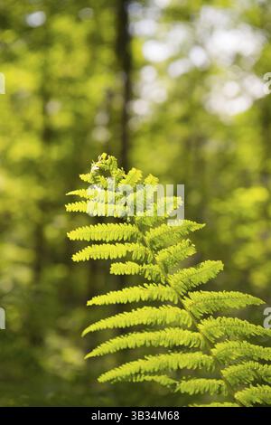 Forest landscape with sunshine and fern leaf Stock Photo - Alamy