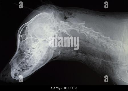 X-ray from dog in negative Stock Photo - Alamy