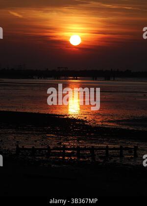 Sheerness, Kent, UK. 28th Apr, 2023. A yellow-tailed scorpion seen in a ...