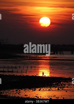 Sheerness, Kent, UK. 28th Apr, 2023. A yellow-tailed scorpion seen in a ...