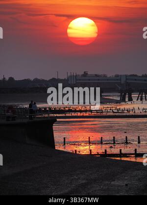 Sheerness, Kent, UK. 28th Apr, 2023. A yellow-tailed scorpion seen in a ...