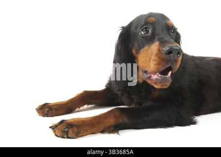 Female Gordon Setter dog laying in a spring meadow Stock Photo - Alamy
