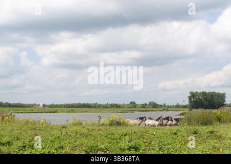 Dutch river Nederrijn with clouds Stock Photo - Alamy