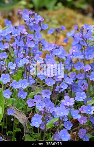 Bright blue Omphalodes cappadocica ‘Cherry Ingram’, also known as ...