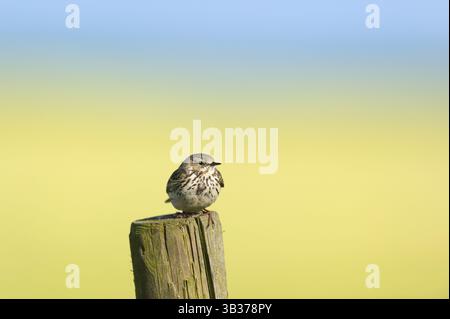 Titlark bird sitting on pole in nature Stock Photo - Alamy