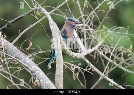 Indochinese Roller bird Stock Photo - Alamy