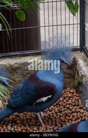 A beautiful Goura pigeon showing the beauty of its crest Stock Photo ...