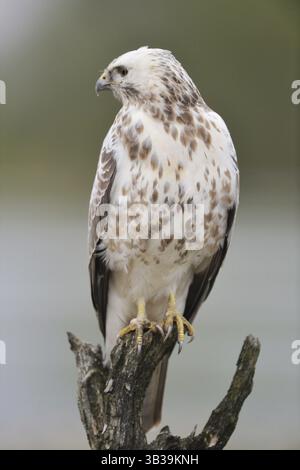 Common Blonde buzzard in nature Stock Photo - Alamy