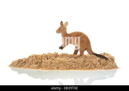 Miniature kangaroo isolated over white Stock Photo - Alamy