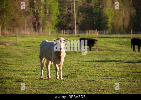 A young Angus bull in pasture Stock Photo - Alamy