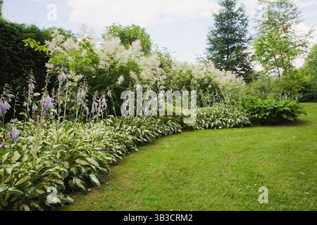 Hosta plants and Persicaria polymorpha - Giant White Fleece flowers in ...