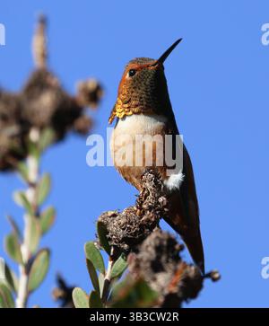 Santa Cruz, United States. 24th Apr, 2025. A hummingbird rests on a ...