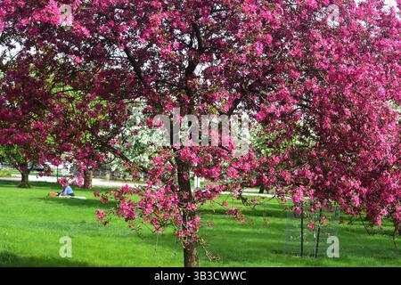 Crabapple Blossoms at Arie Den Boer Arboretum in Des Moines, Iowa Stock ...