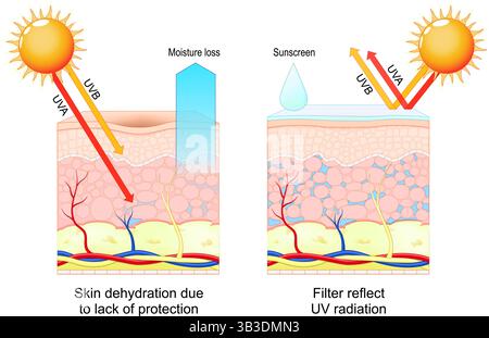 protection uv ray of skin with sunblock cream penetrate into epidermis ...